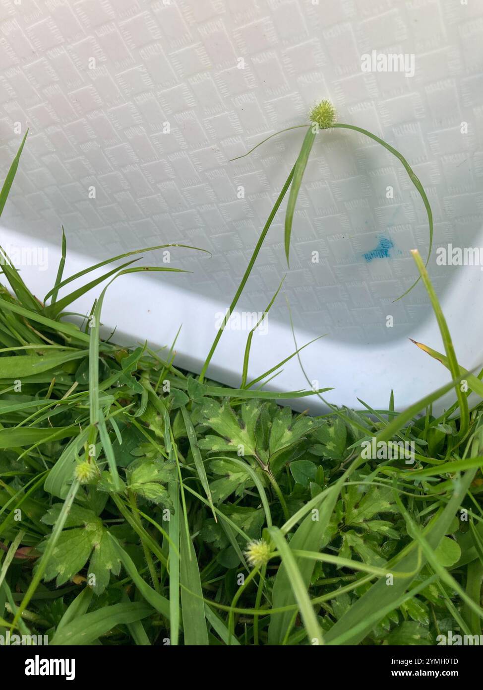 Shortleaf Spikesedge (Cyperus brevifolius Stock Photo - Alamy