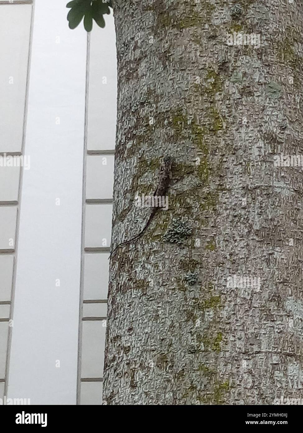 Sumatran Flying Dragon (Draco sumatranus Stock Photo - Alamy