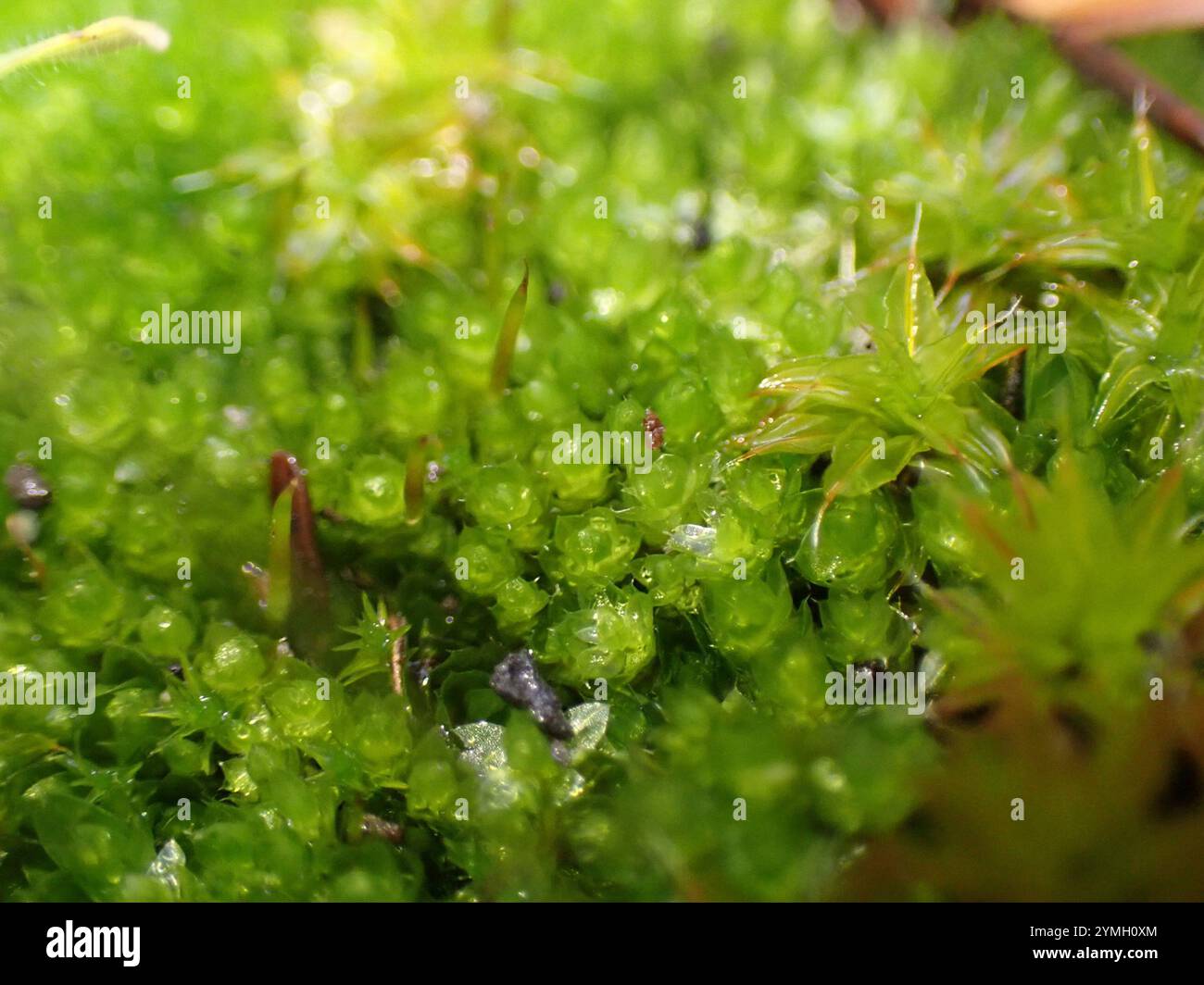 Capillary Thread-moss (Ptychostomum capillare Stock Photo - Alamy