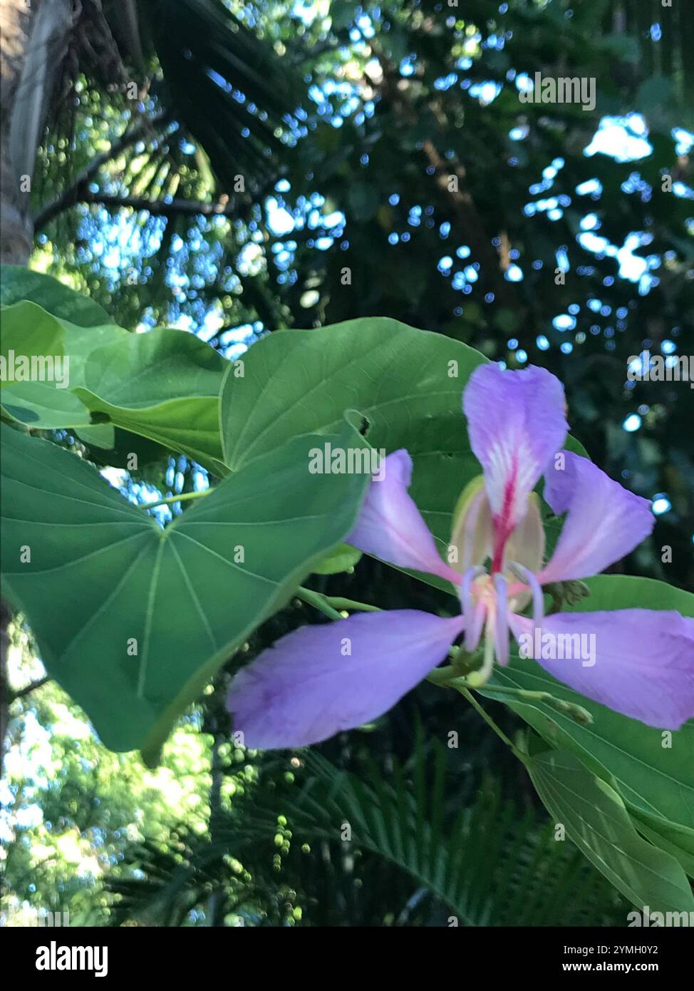 Orchid Trees (Bauhinia Stock Photo - Alamy