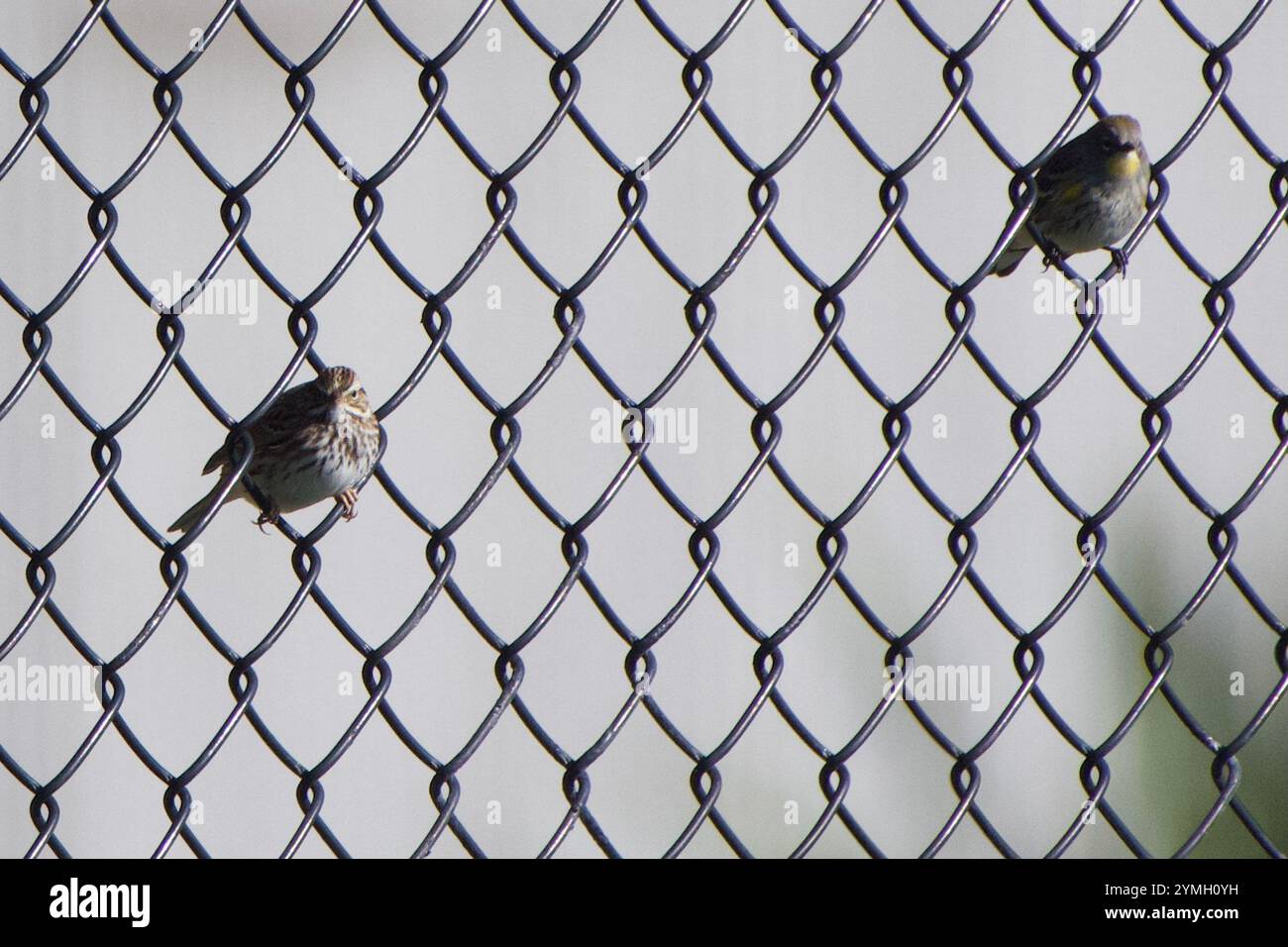 Savannah Sparrow (Passerculus sandwichensis Stock Photo - Alamy