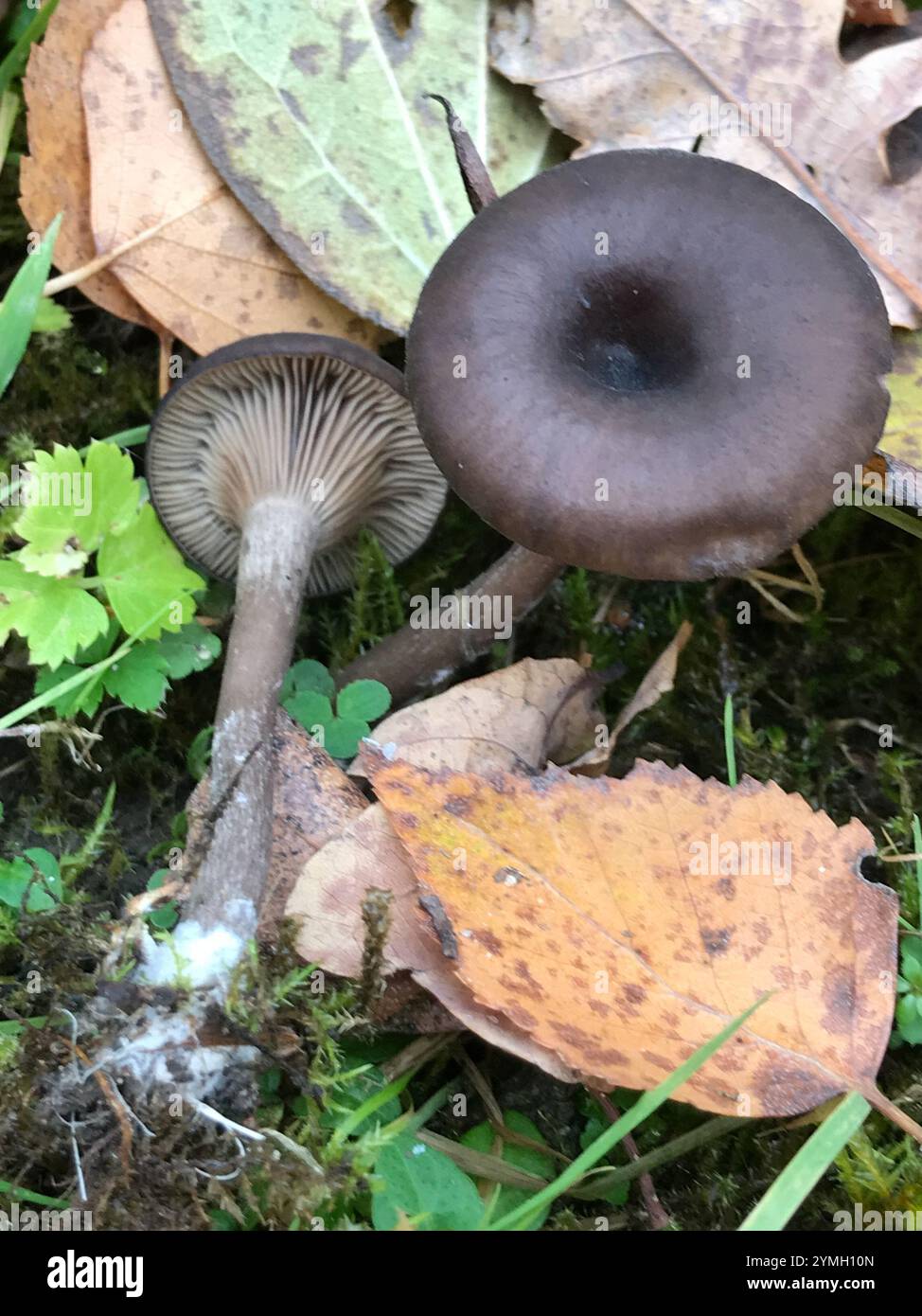 The Goblet (Pseudoclitocybe cyathiformis Stock Photo - Alamy