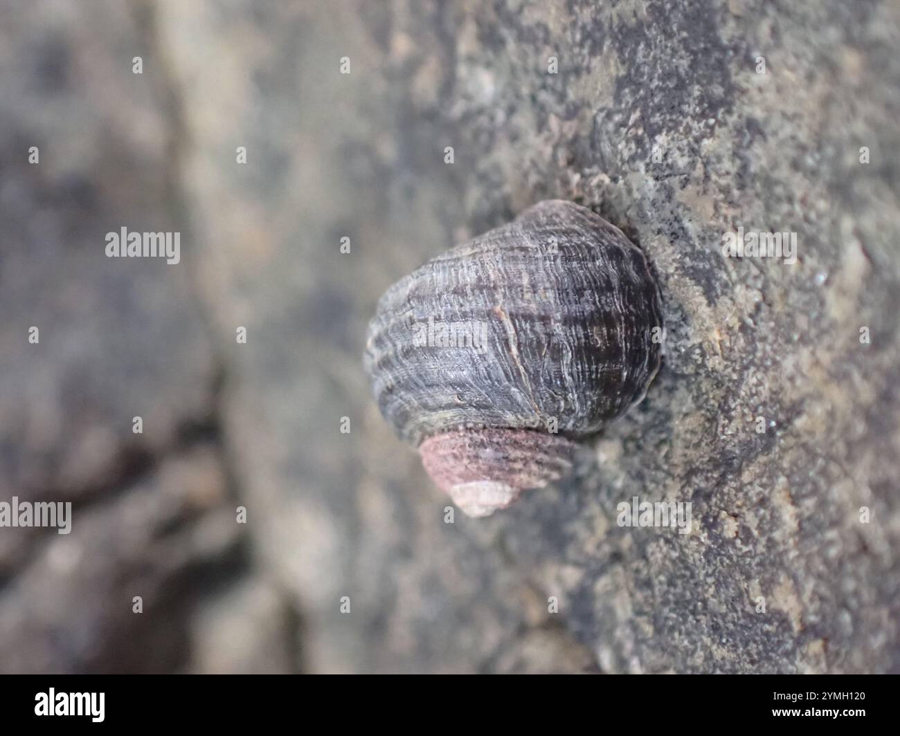Sitka Periwinkle (Littorina sitkana Stock Photo - Alamy
