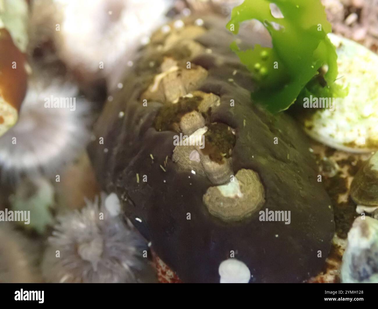 Black Leather Chiton (Katharina tunicata Stock Photo - Alamy