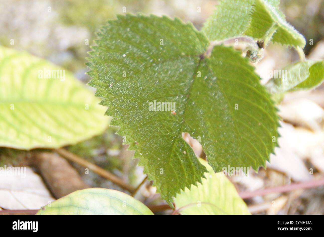 Gympie Stinging Tree (Dendrocnide moroides Stock Photo - Alamy