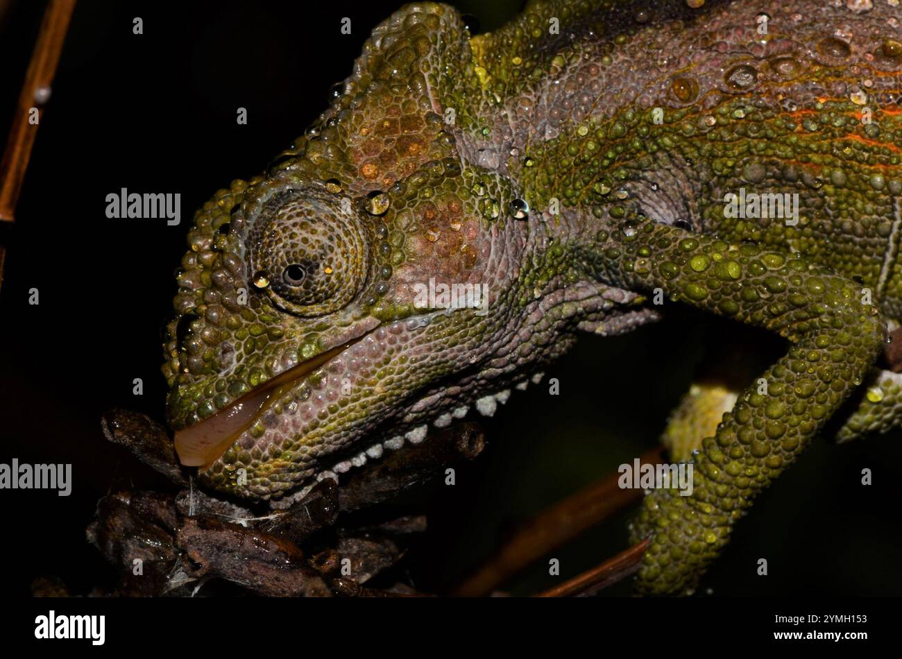 Cape dwarf chameleon hi-res stock photography and images - Alamy