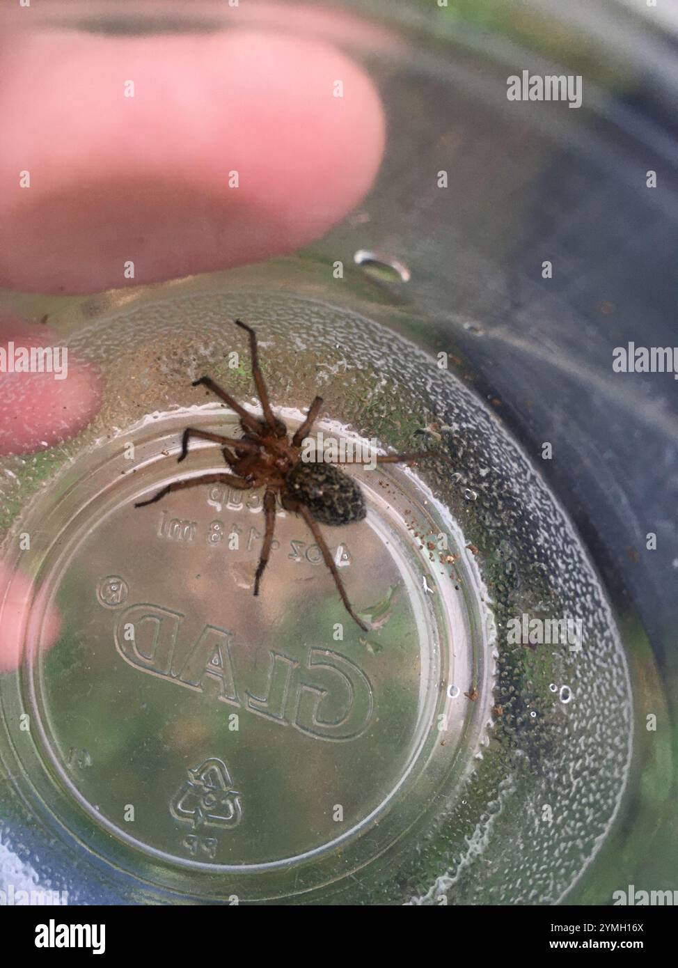 Hobo Spider (Eratigena agrestis Stock Photo - Alamy