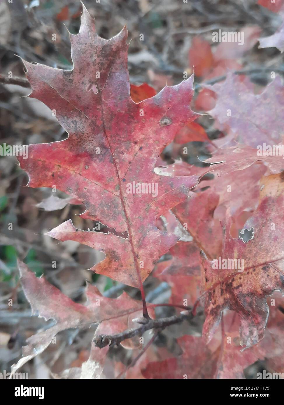 northern red oak (Quercus rubra Stock Photo - Alamy