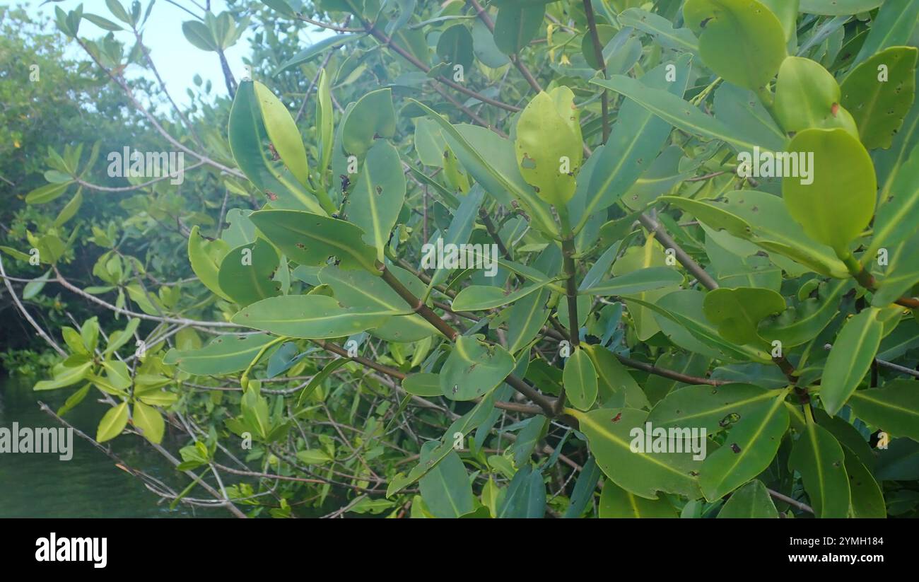 red mangrove (Rhizophora mangle Stock Photo - Alamy
