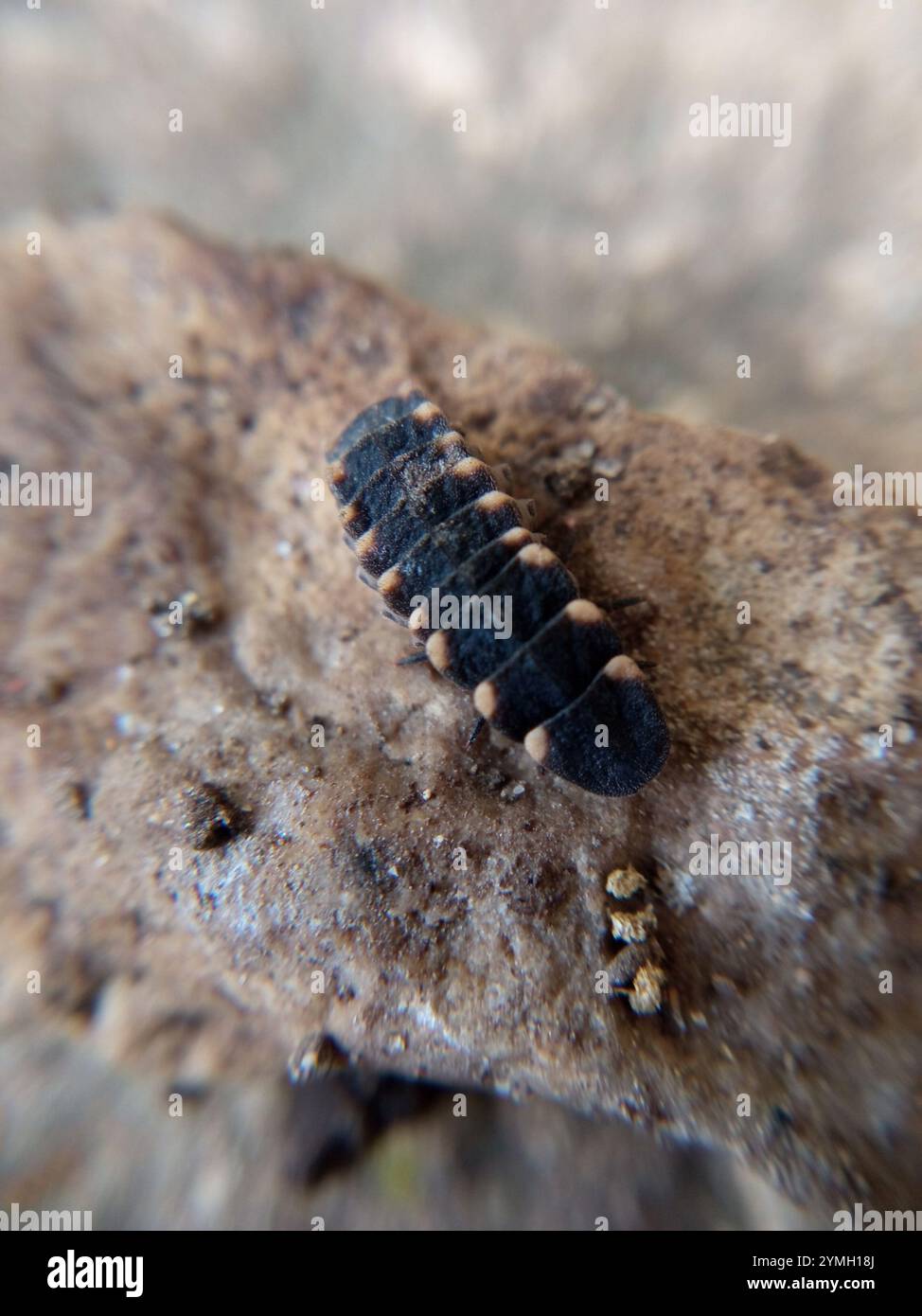 European Glow-worm (Lampyris noctiluca Stock Photo - Alamy