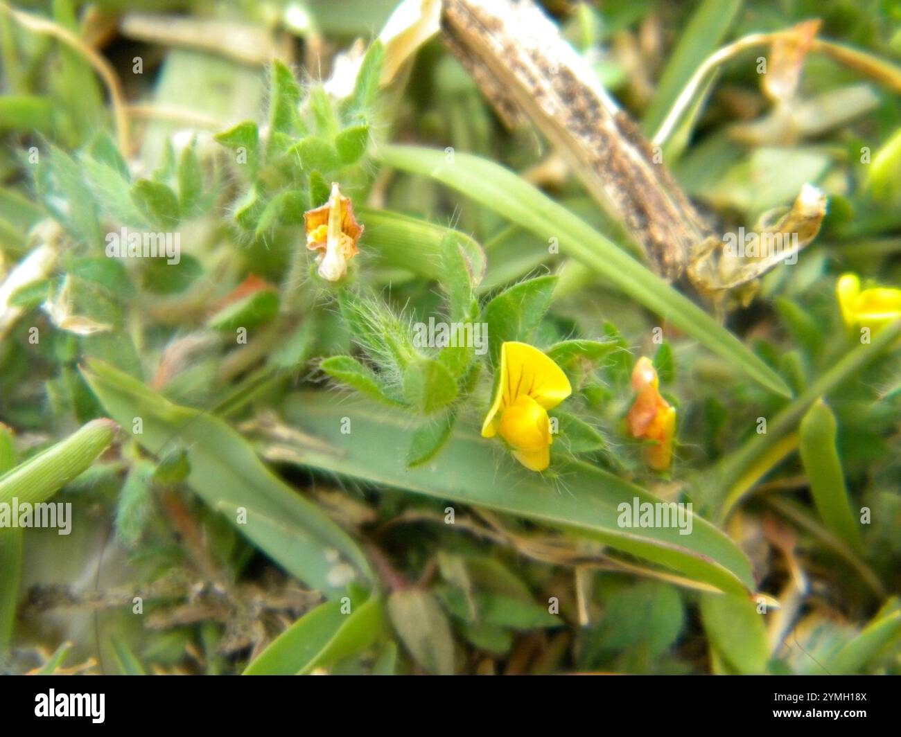 Hairy Bird's-foot-trefoil (Lotus subbiflorus Stock Photo - Alamy