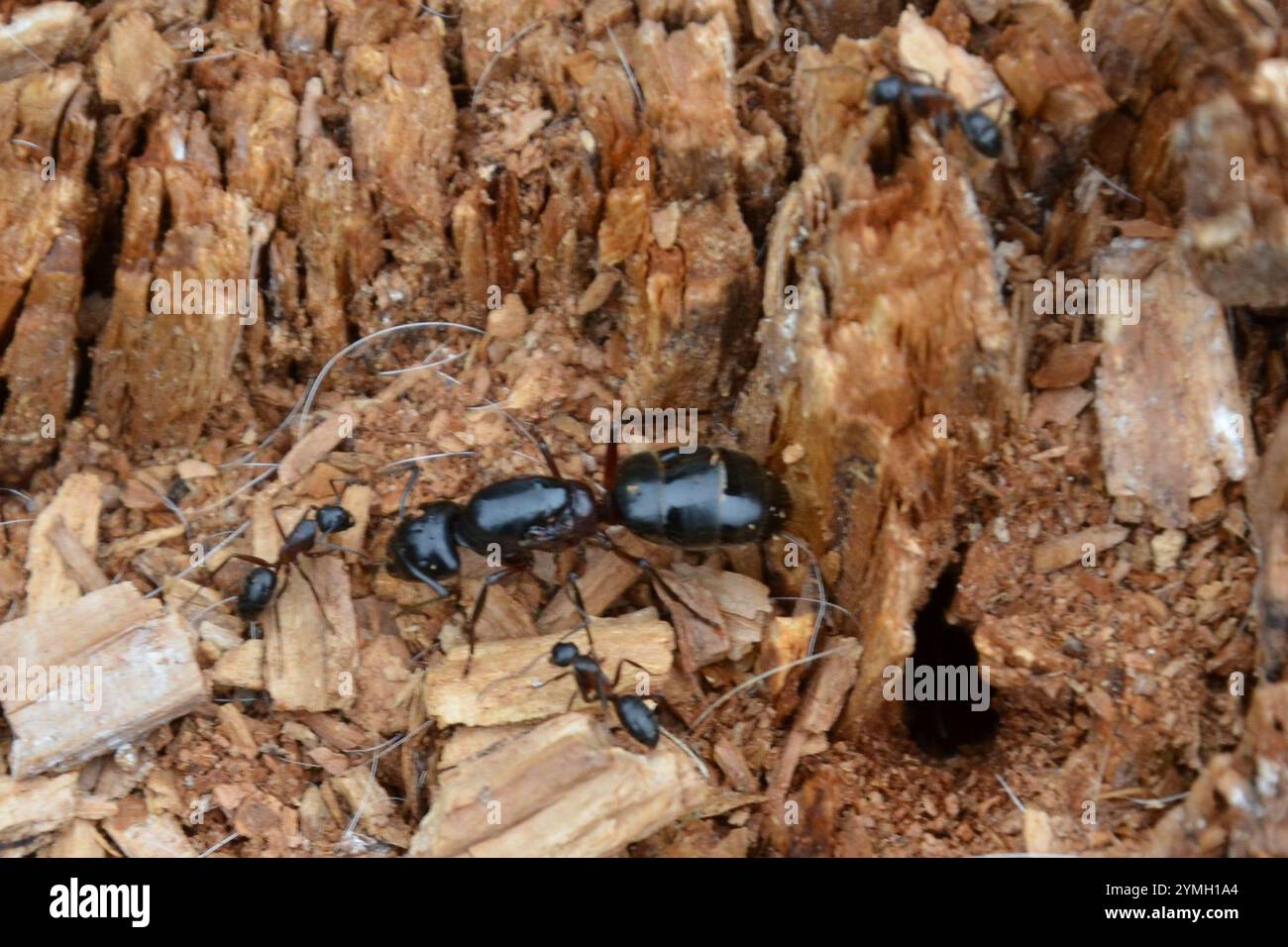 Hercules Carpenter Ant (Camponotus herculeanus Stock Photo - Alamy