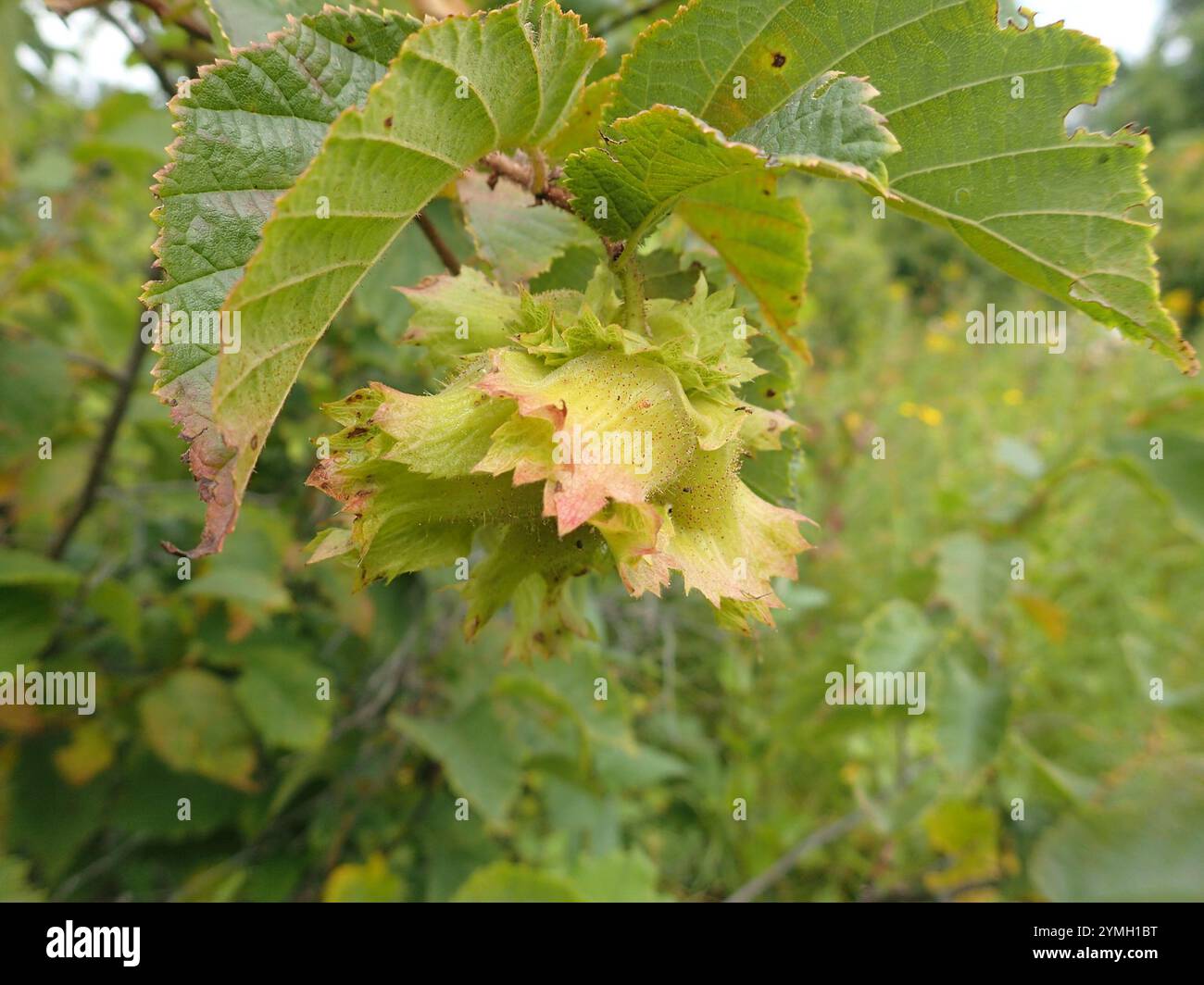 American hazelnut (corylus americana) hi-res stock photography and ...