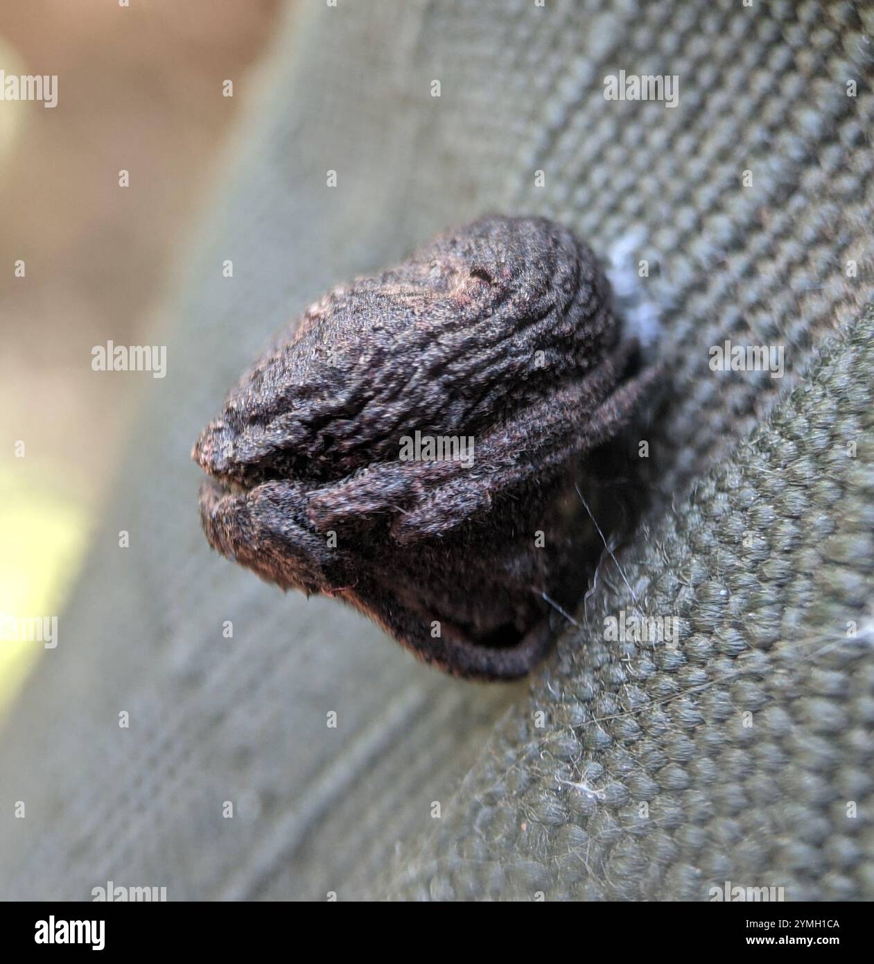 Poltys hi-res stock photography and images - Alamy