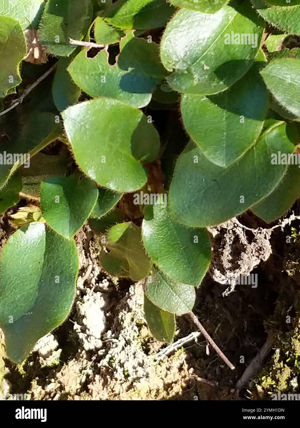 Epigaea repens hi-res stock photography and images - Alamy
