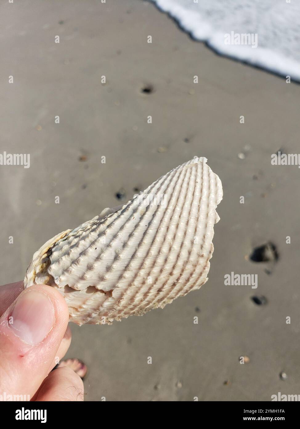 Angelwing (Cyrtopleura costata Stock Photo - Alamy