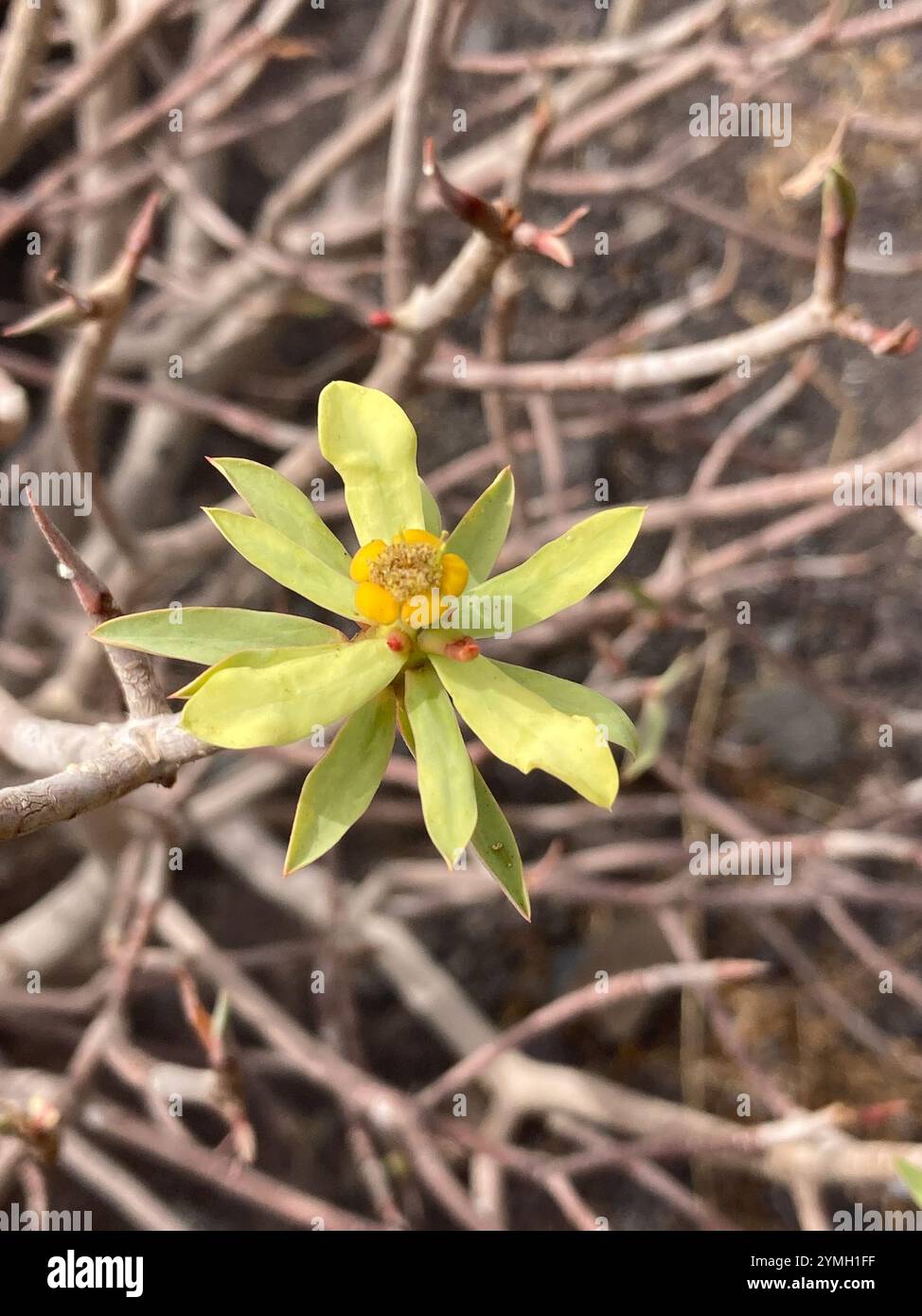 balsam spurge (Euphorbia balsamifera Stock Photo - Alamy