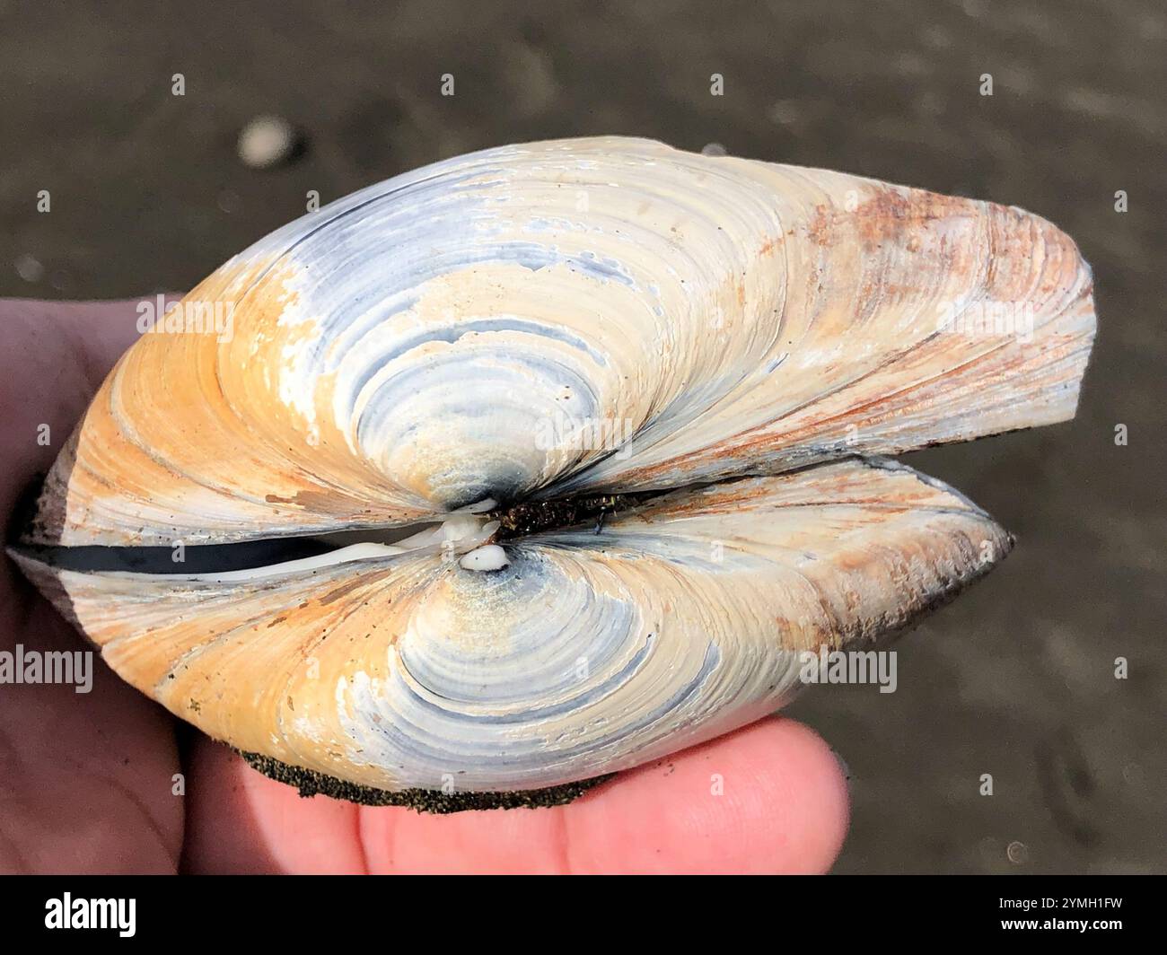 Tresus hi-res stock photography and images - Alamy