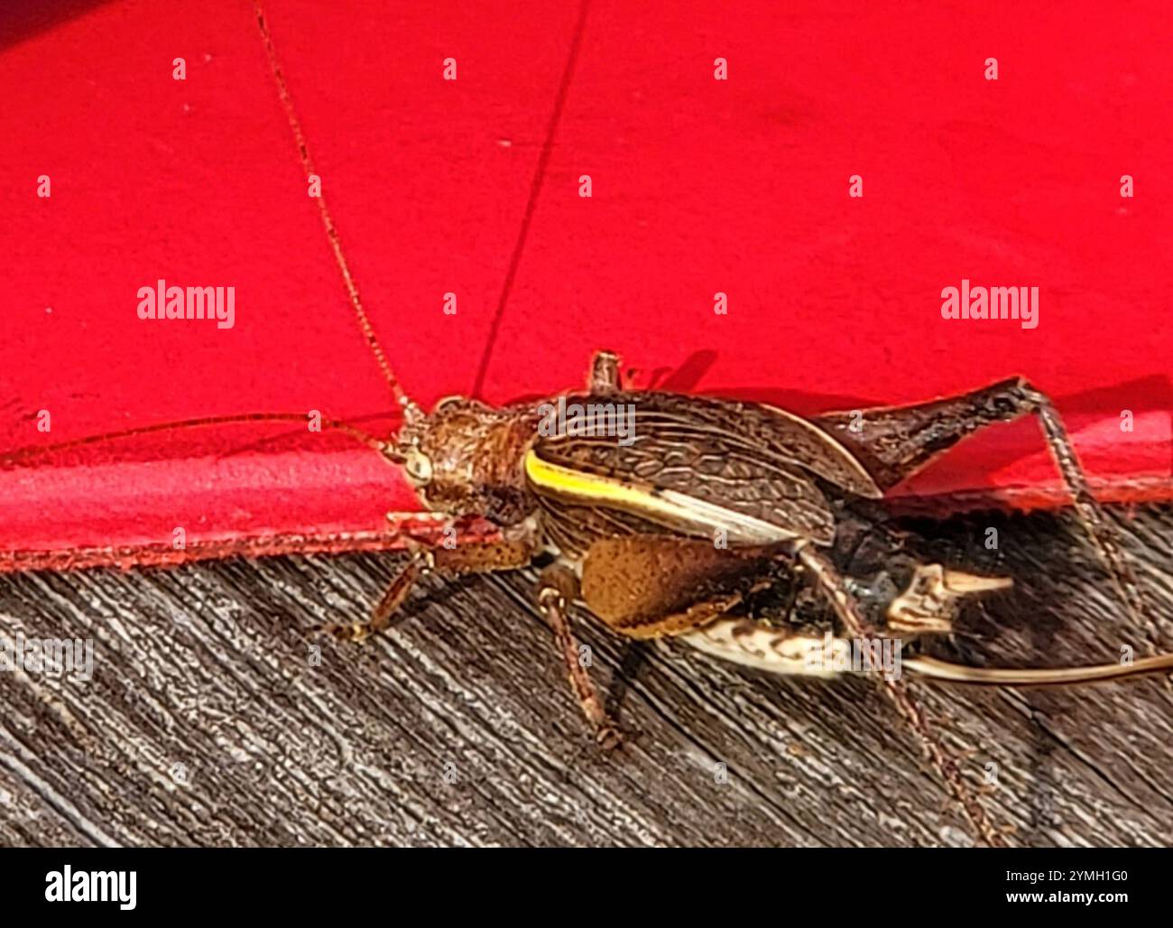 Restless Bush Cricket (Hapithus agitator Stock Photo - Alamy