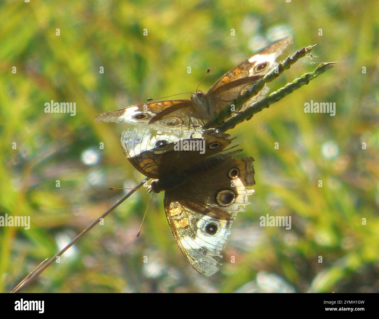 Common Buckeye (Junonia coenia Stock Photo - Alamy