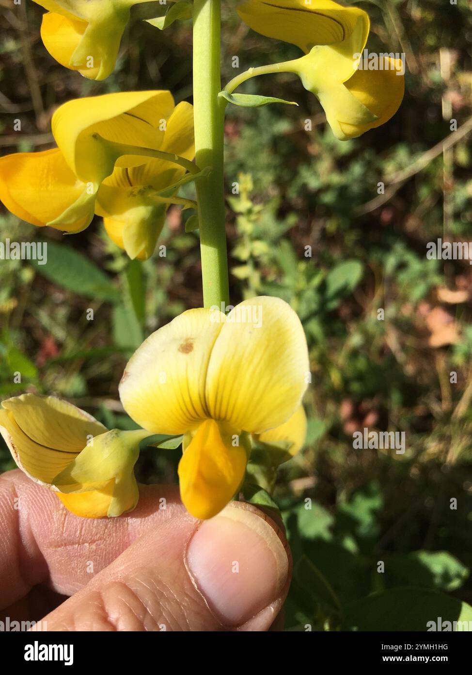 Showy Rattlebox (Crotalaria spectabilis Stock Photo - Alamy