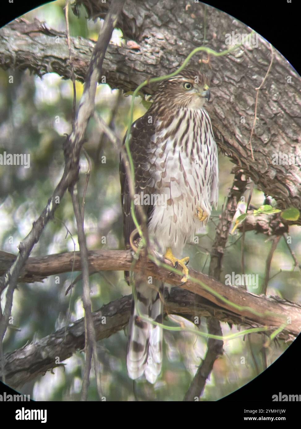 Cooper's Hawk (Astur cooperii Stock Photo - Alamy
