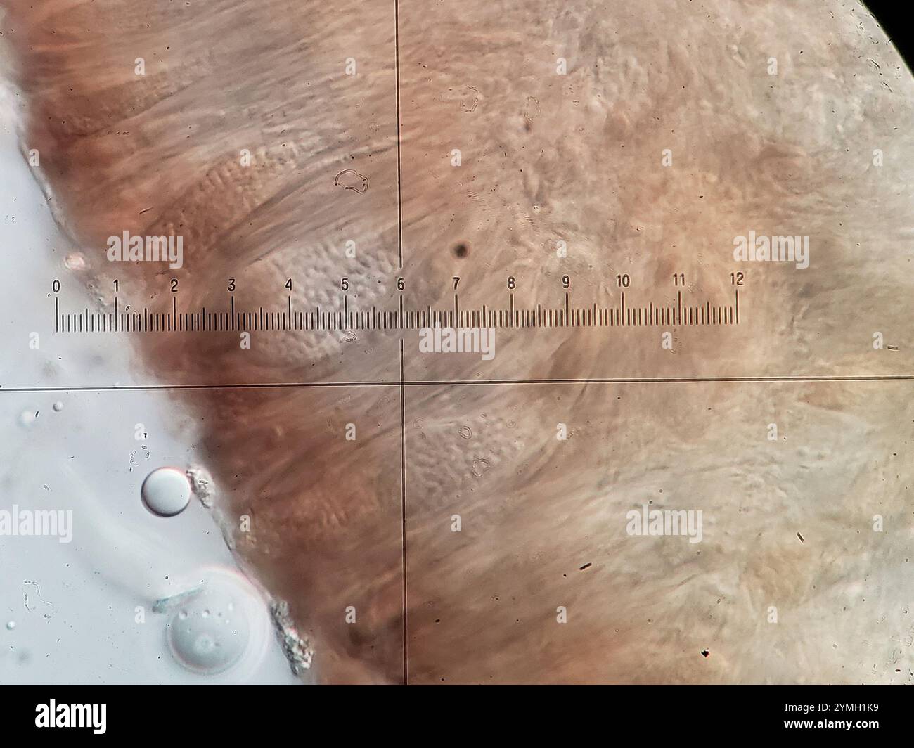 Frosted Grain-spored Lichen (Sarcogyne regularis Stock Photo - Alamy