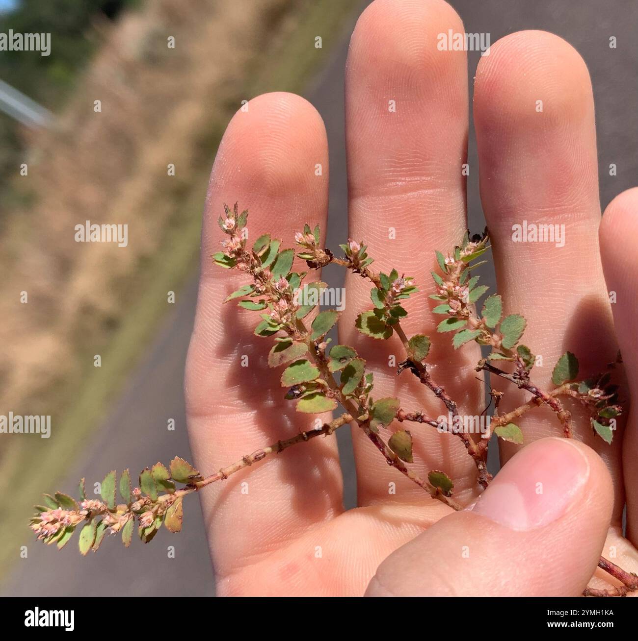 Euphorbia thymifolia hi-res stock photography and images - Alamy