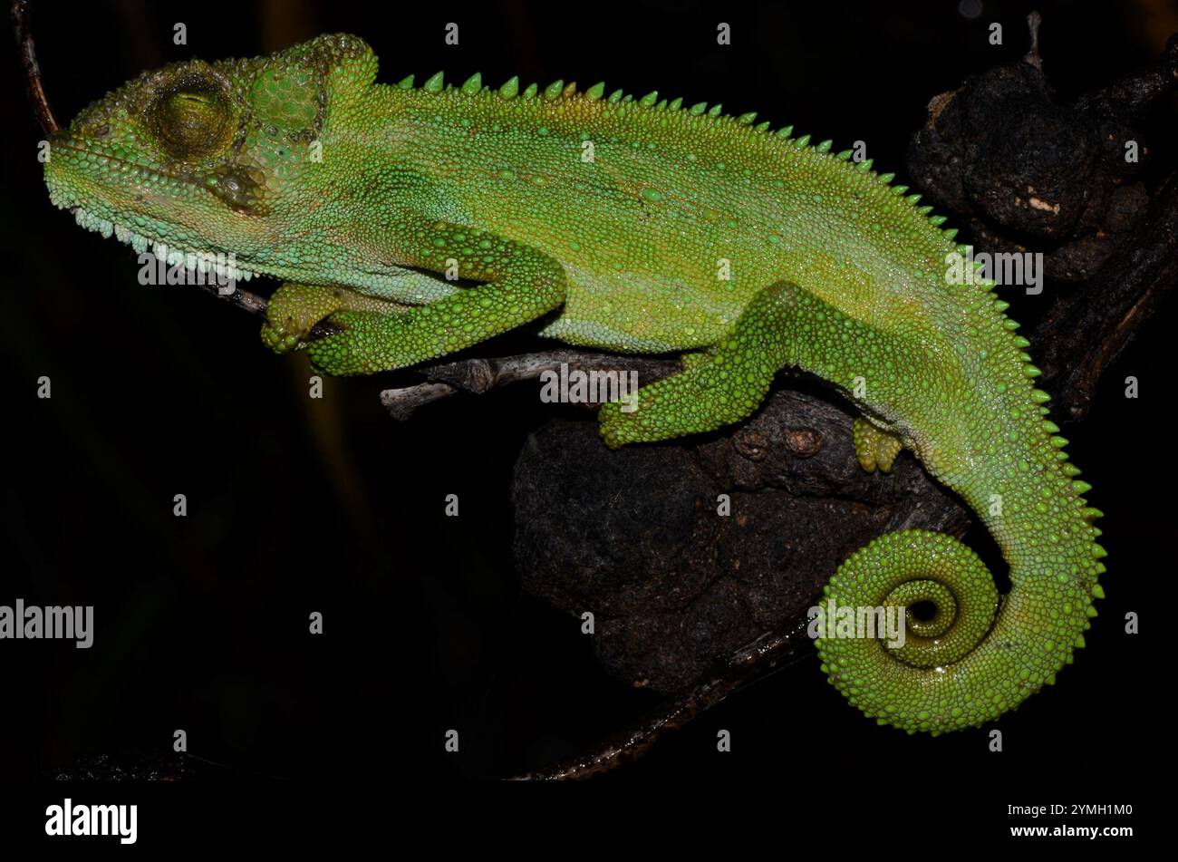 Cape Dwarf Chameleon (Bradypodion pumilum Stock Photo - Alamy