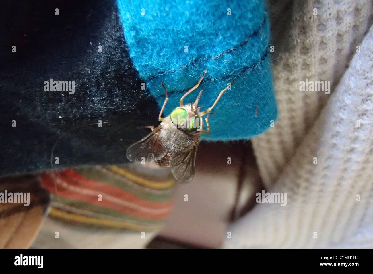Horse and Deer Flies (Tabanidae Stock Photo - Alamy