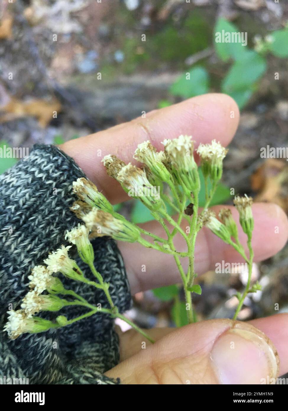 smaller white snakeroot (Ageratina aromatica Stock Photo - Alamy