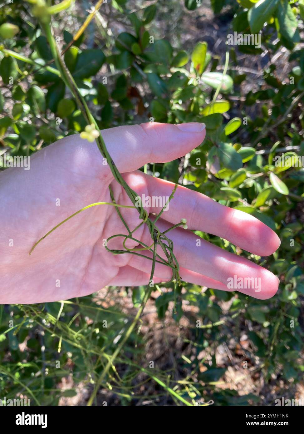 laurel dodder (Cassytha filiformis Stock Photo - Alamy