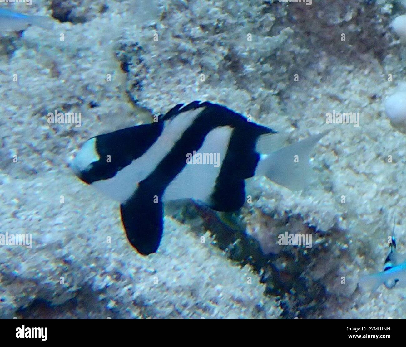 Indian ocean humbug hi-res stock photography and images - Alamy
