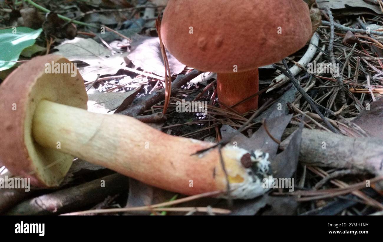 Two colored bolete hi-res stock photography and images - Alamy