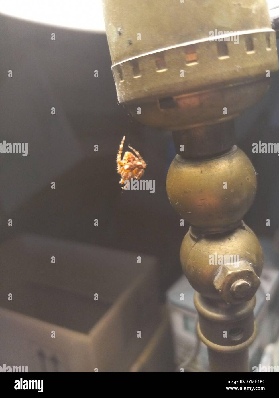 Angulate and Roundshouldered Orbweavers (Araneus Stock Photo - Alamy