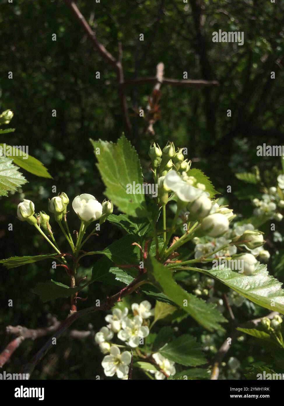 Glabrous-fruit Fireberry Hawthorn (Crataegus chrysocarpa phoeniceoides ...