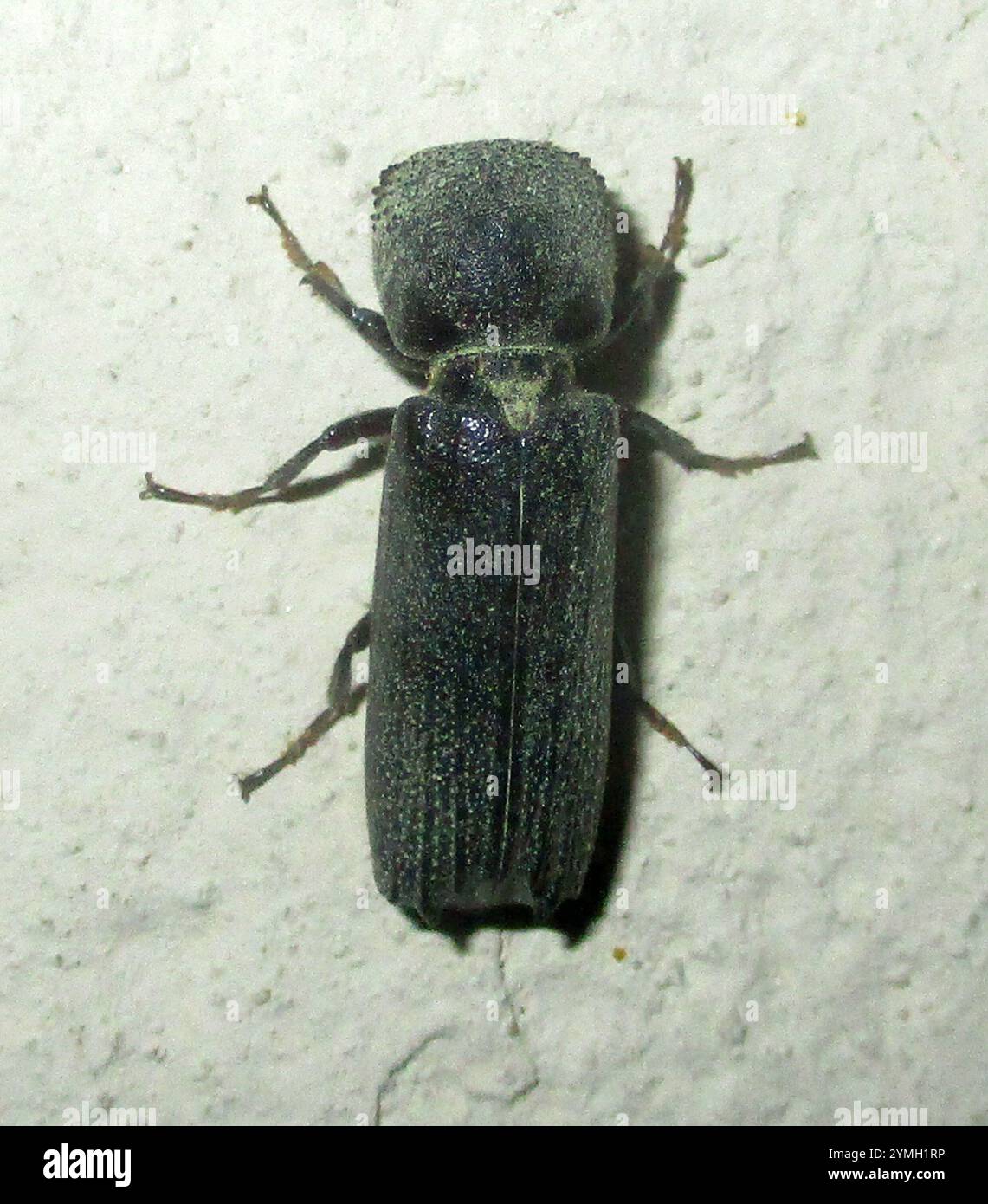 Auger Beetles (Bostrichidae Stock Photo - Alamy