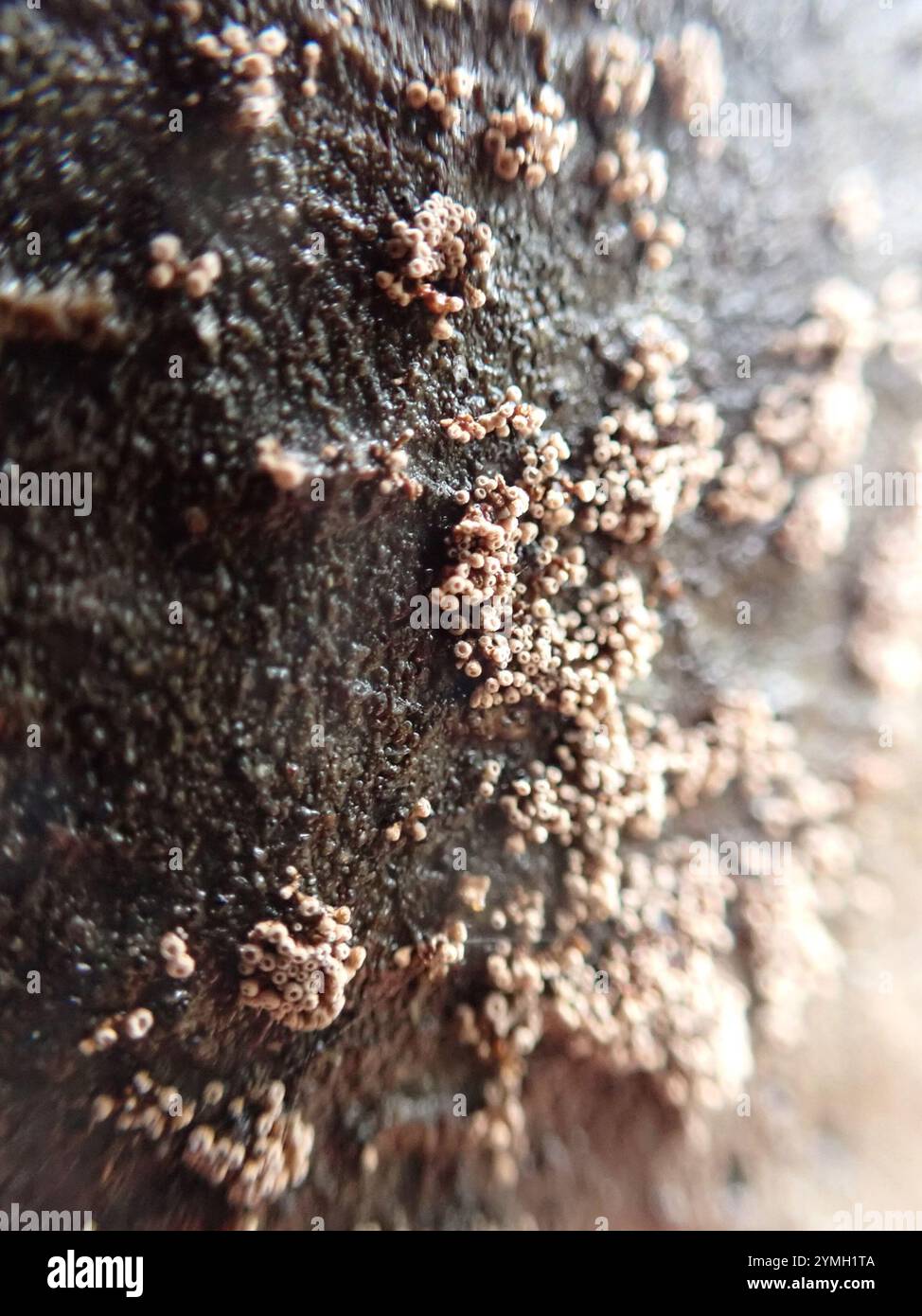 Cuplet hi-res stock photography and images - Alamy