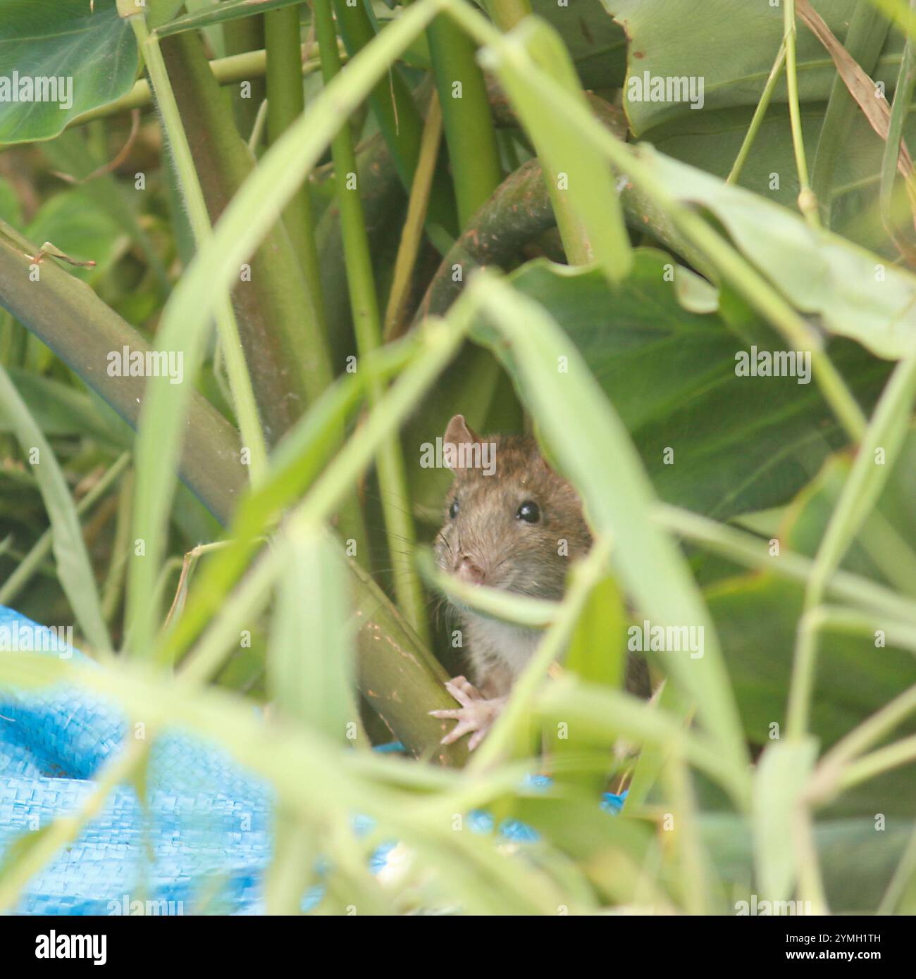 Old World Rats (Rattus Stock Photo - Alamy