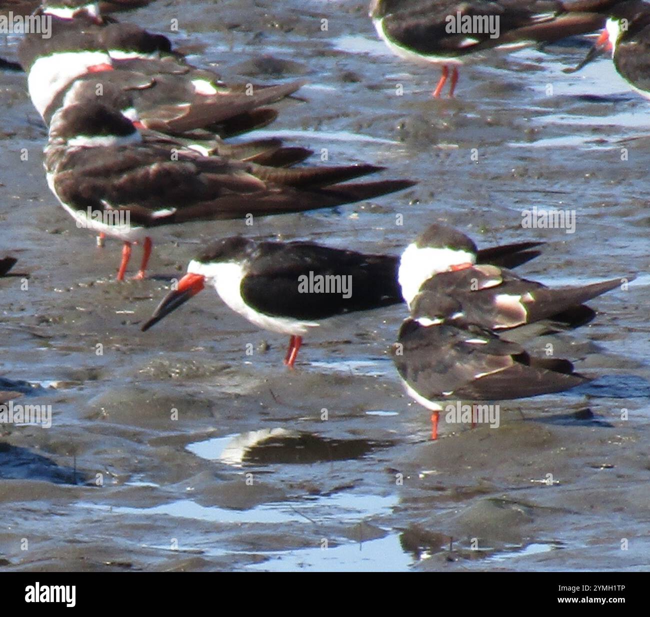 Black Skimmer (Rynchops niger Stock Photo - Alamy