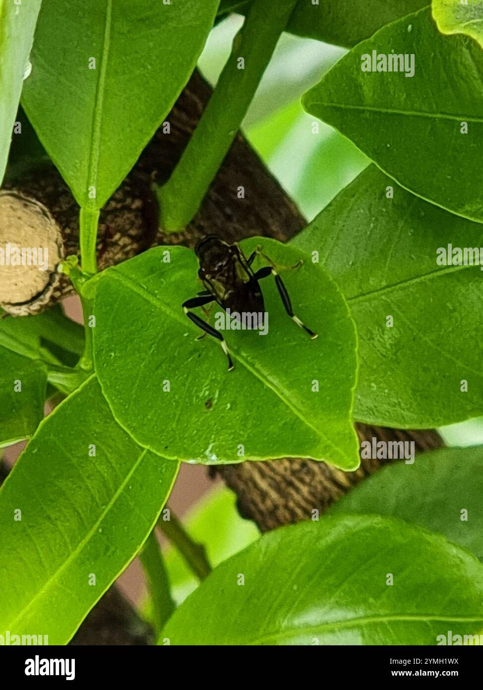 Garden soldier fly (Exaireta spinigera Stock Photo - Alamy