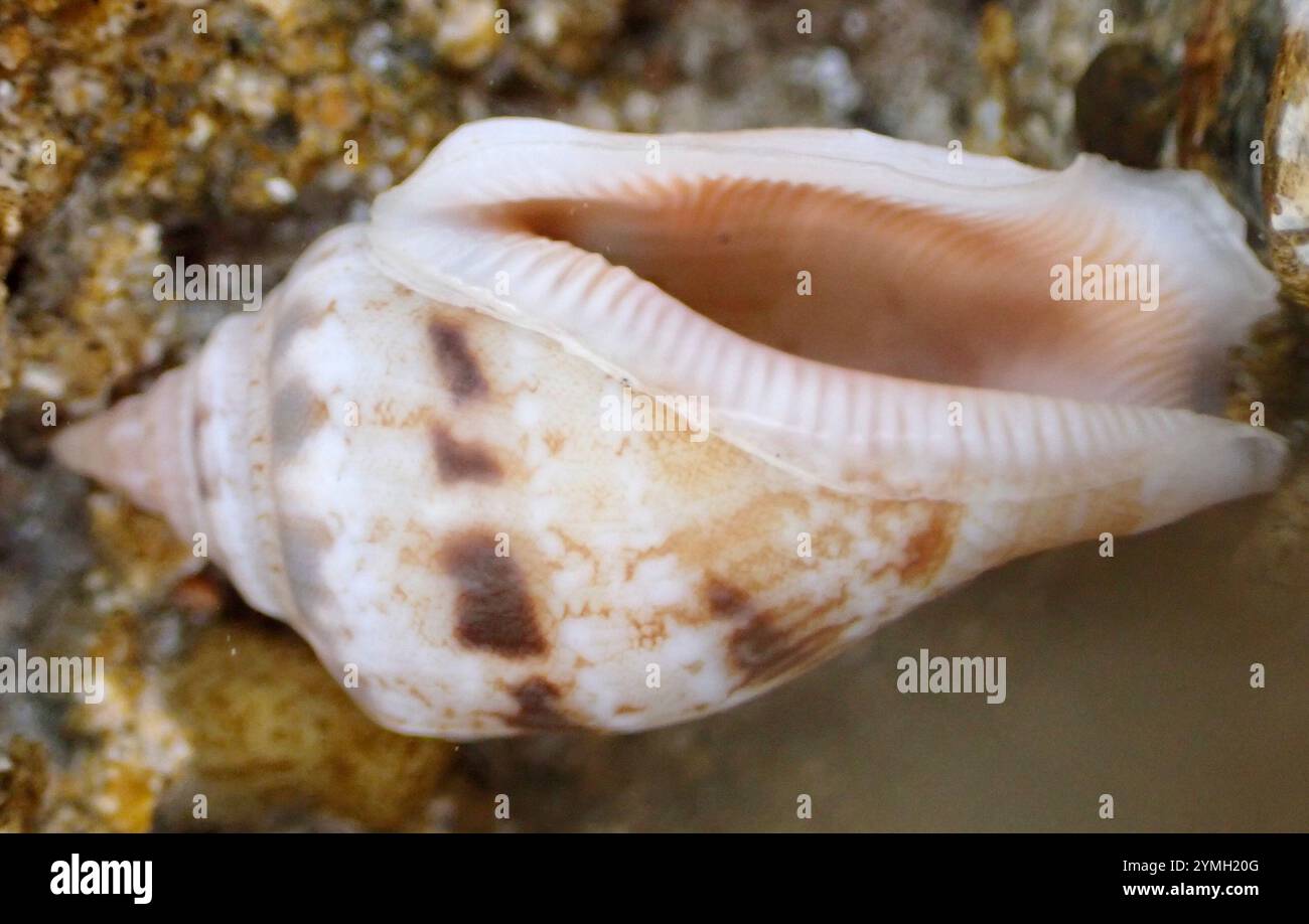 Variable Stromb (Canarium mutabile Stock Photo - Alamy