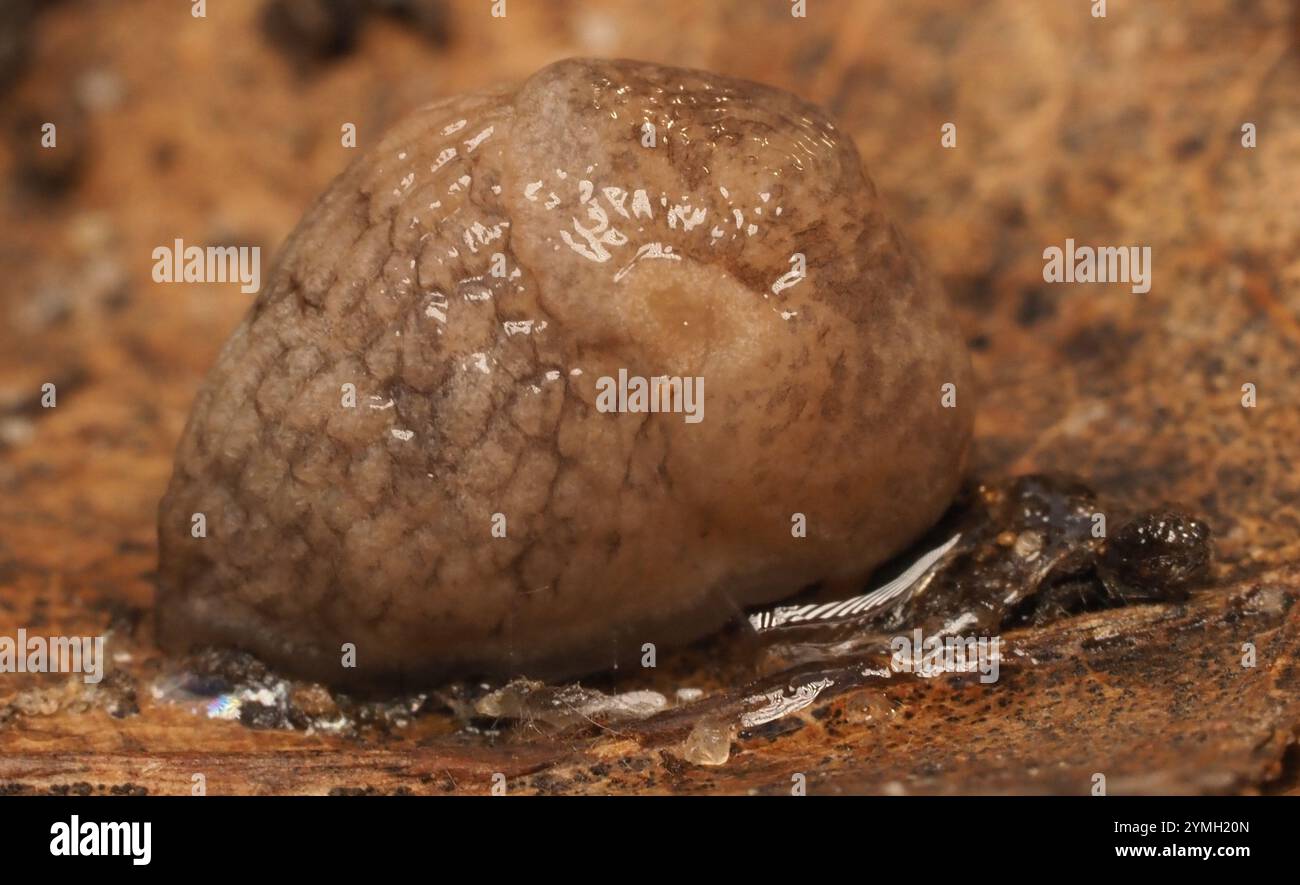 Milky Slug (Deroceras reticulatum Stock Photo - Alamy
