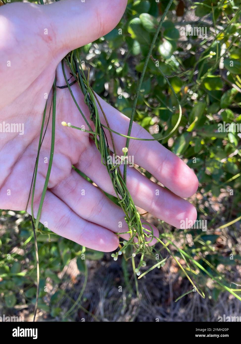 laurel dodder (Cassytha filiformis Stock Photo - Alamy