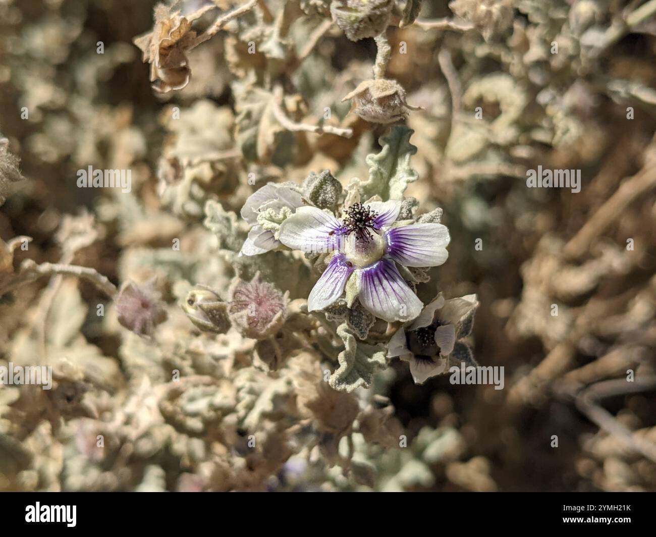 Tarasa operculata hi-res stock photography and images - Alamy