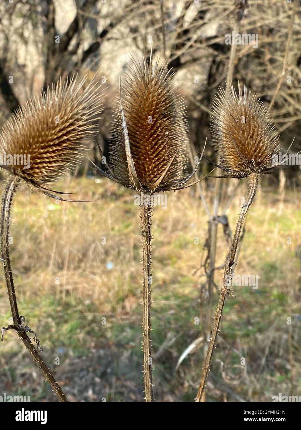 cutleaf teasel (Dipsacus laciniatus Stock Photo - Alamy