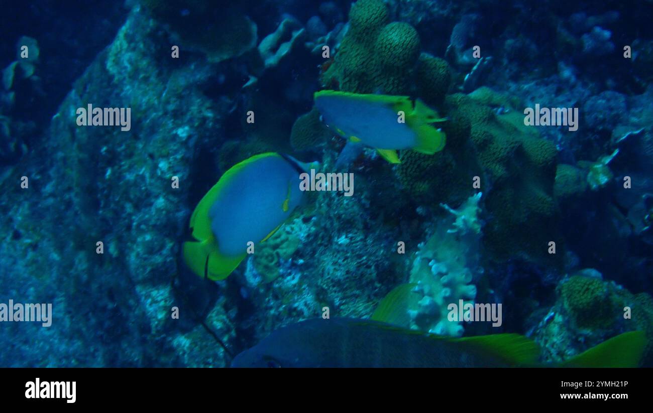 Spotfin Butterflyfish (Chaetodon ocellatus Stock Photo - Alamy