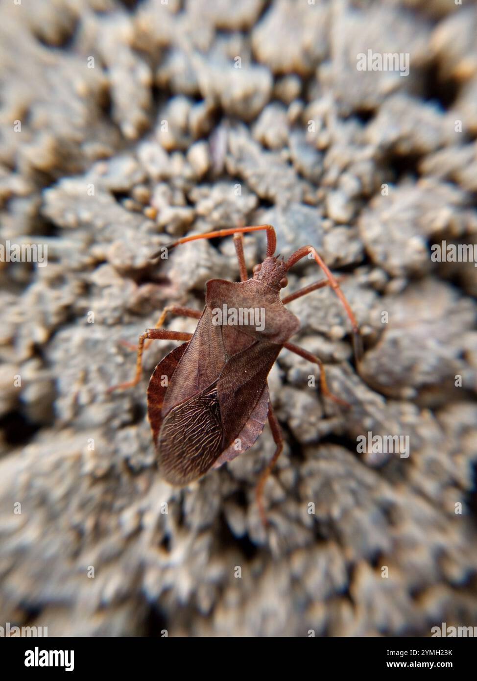 Dock Bug (Coreus marginatus Stock Photo - Alamy