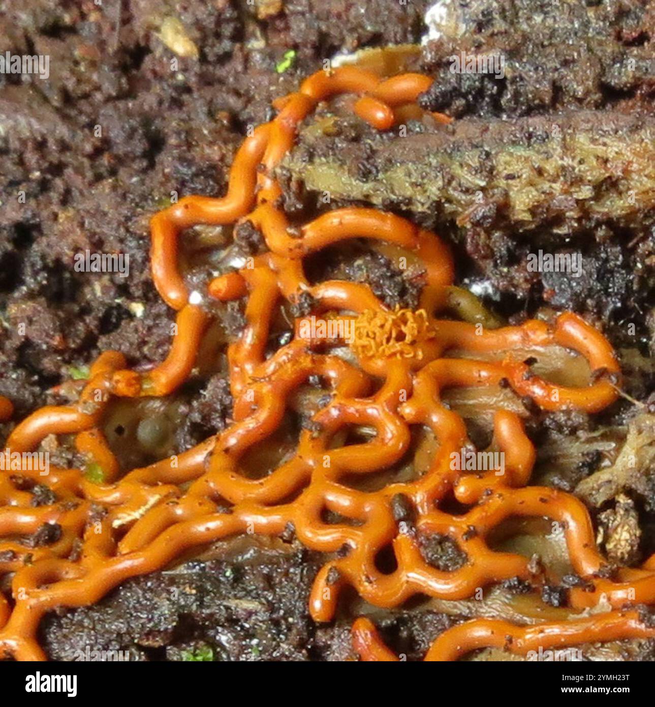 Pretzel slime mold (Hemitrichia serpula Stock Photo - Alamy