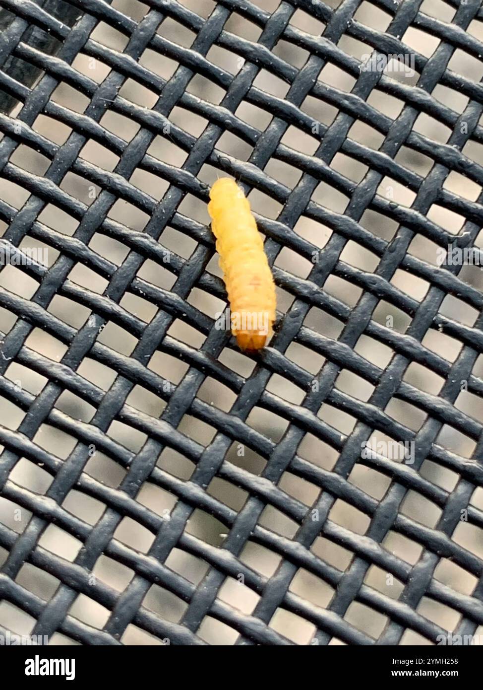 Hickory Shuckworm Moth (Cydia caryana Stock Photo - Alamy